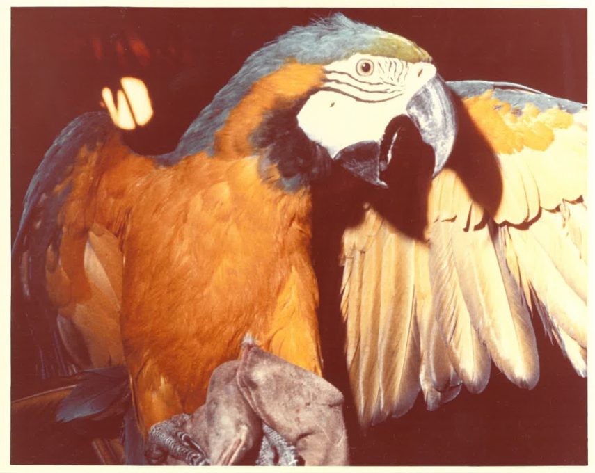 Throwback Thursday - Chateau Victoria